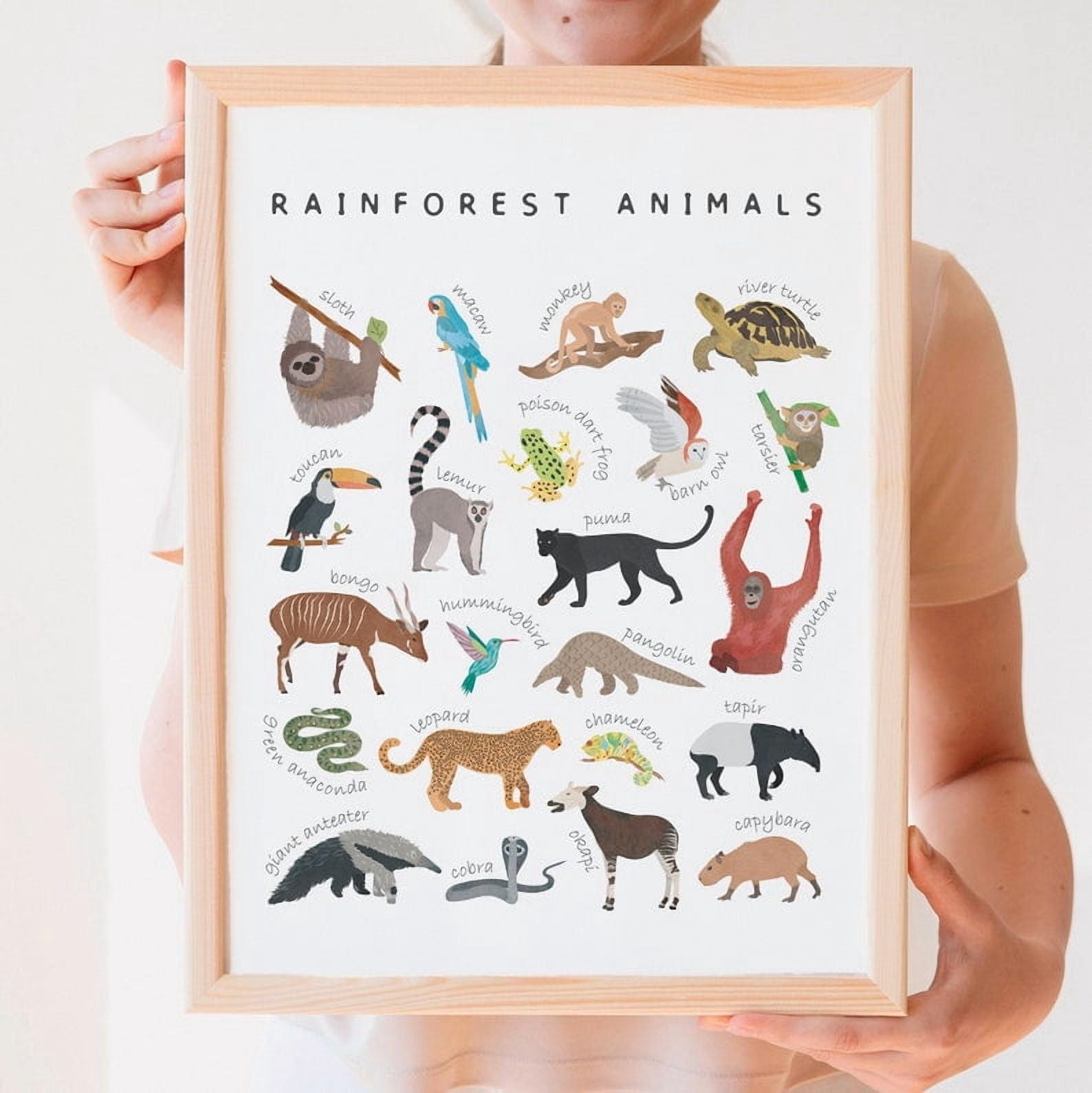 Kna Prints - 1 Pc Poster Rainforest Animals , Educational , Nursery ...