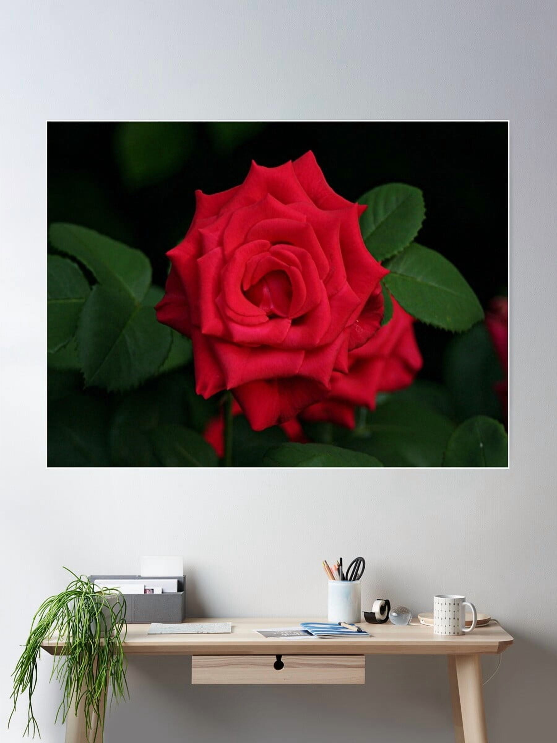Kna Prints - 1 Pc Poster Red Rose Flower In Bloom In Garden, UNFRAMED ...