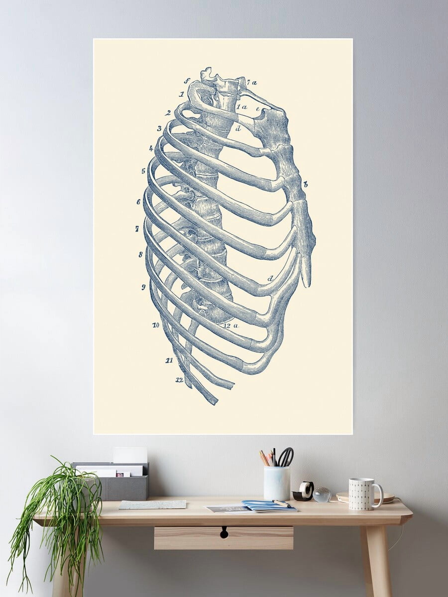Kna Prints - 1 Pc Poster Rib Cage Diagram, UNFRAMED-16x24 - Walmart.com