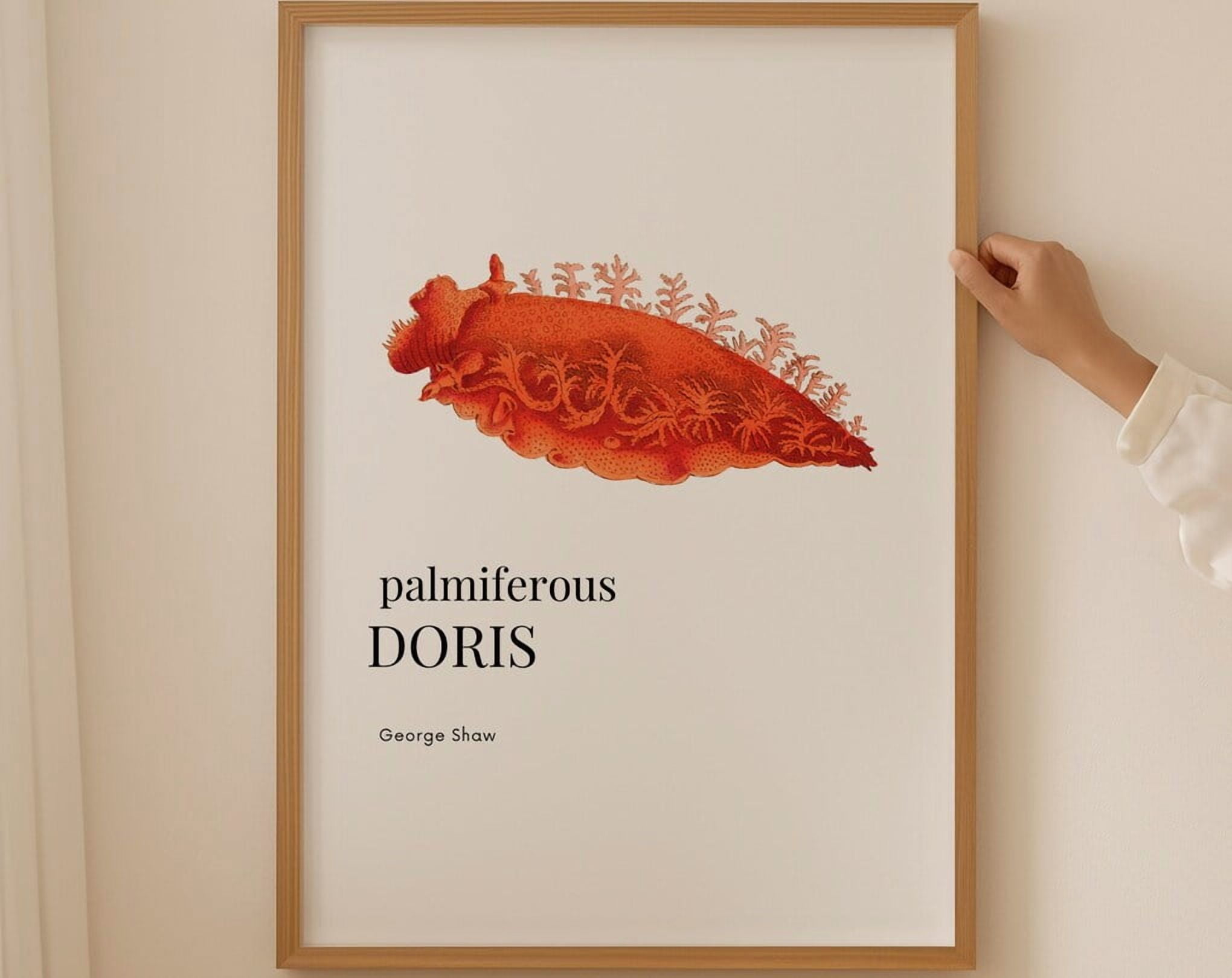 Kna Prints - 1 Pc Poster Sea Slug Art Print, Original Nautical Art ...