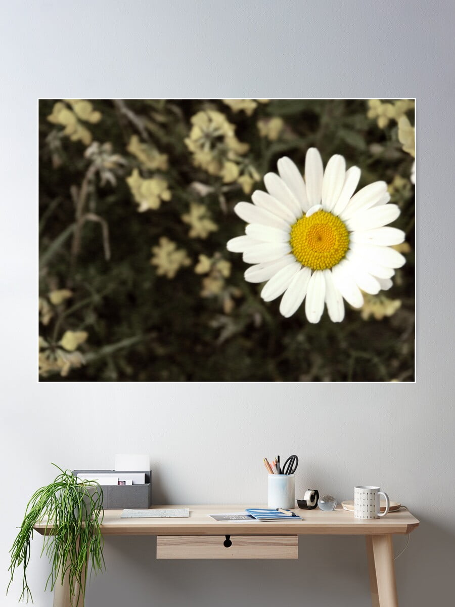 Kna Prints - 1 Pc Poster The Daisy Flower Art Photography Macro Nursery ...