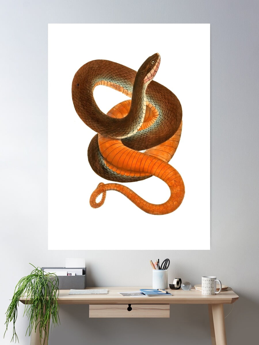 Kna Prints - 1 Pc Poster Tropidonotus Erythrogaster Ã‚Â‚¬Â€Œ Vintage ...