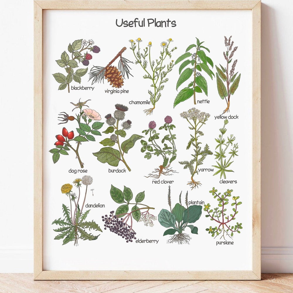 Kna Prints - 1 Pc Poster Useful Plants Poster Kitchen Medicine Poster ...