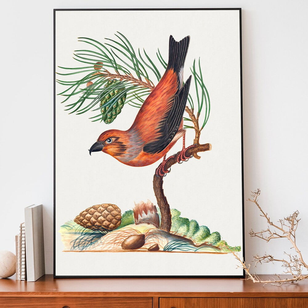 Kna Prints - 1 Pc Poster Vintage Bird Poster, Red Crossbill Bird ...