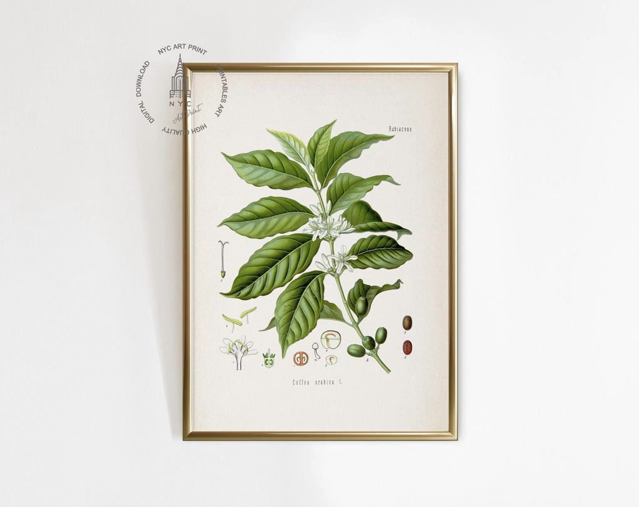 Kna Prints - 1 Pc Poster Vintage Coffee Botanical Print, Coffee Wall ...