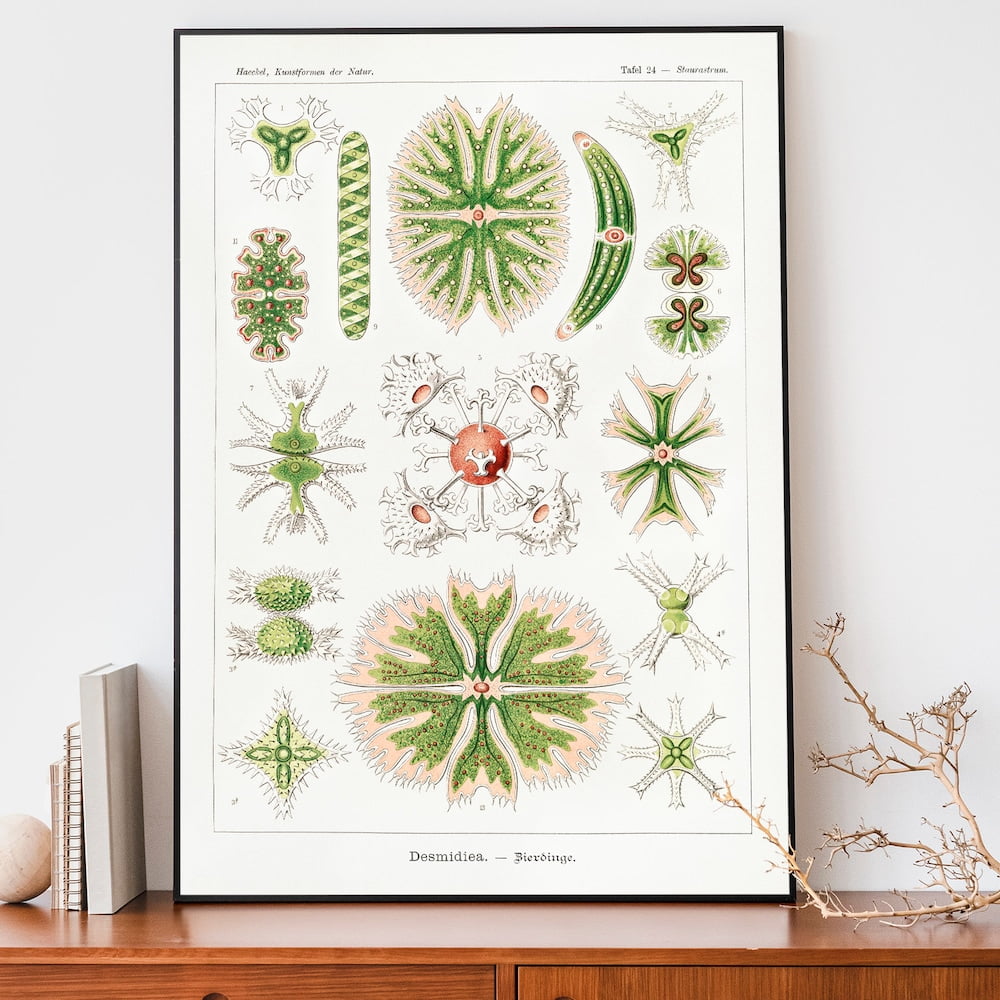 Kna Prints - 1 Pc Poster Vintage Ernst Haeckel Art Print, Botanical ...