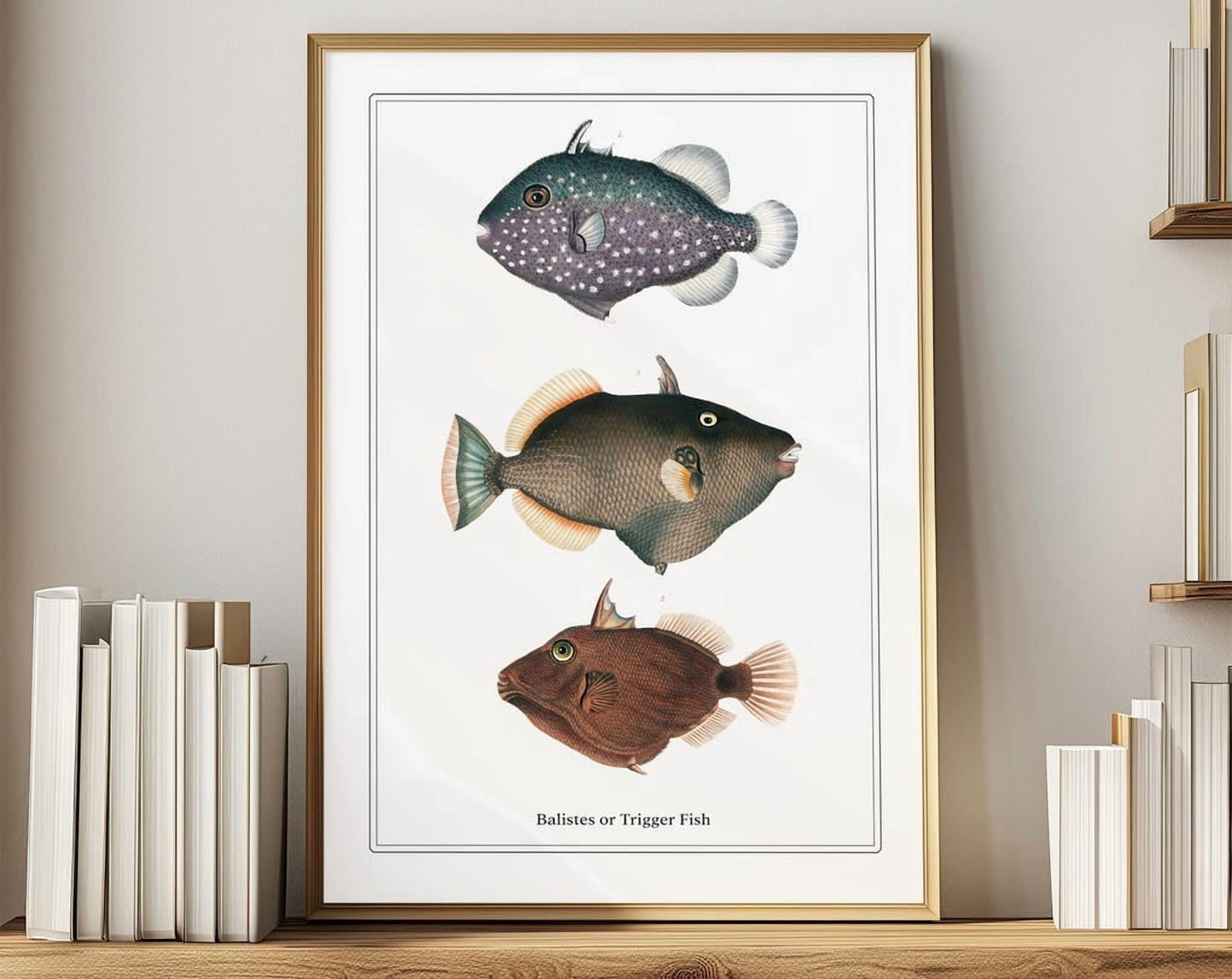 Kna Prints - 1 Pc Poster Vintage Fish Art Print For Coastal Decor Wall ...