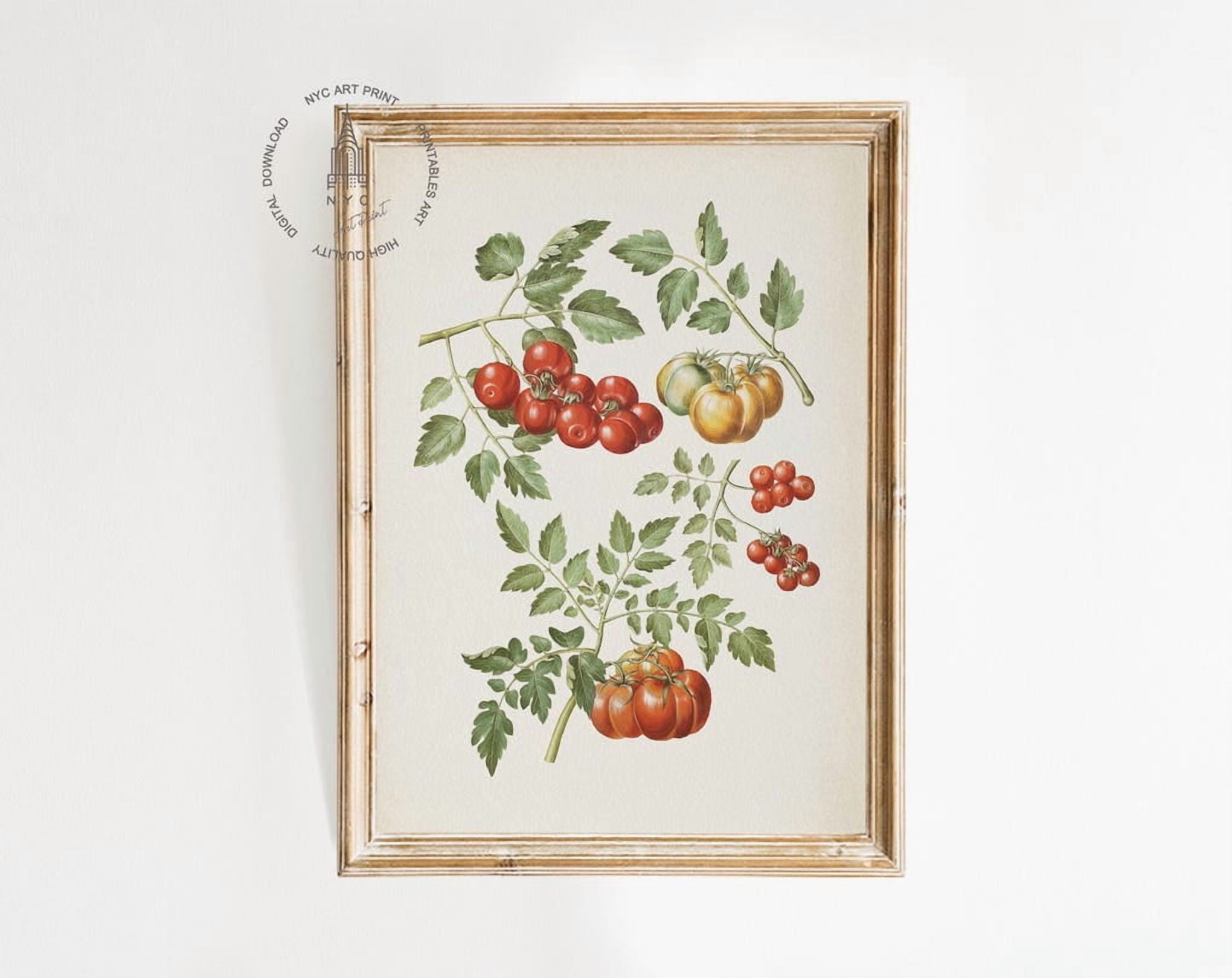 Kna Prints - 1 Pc Poster Vintage Tomato Print, Tomato Printable Wall ...