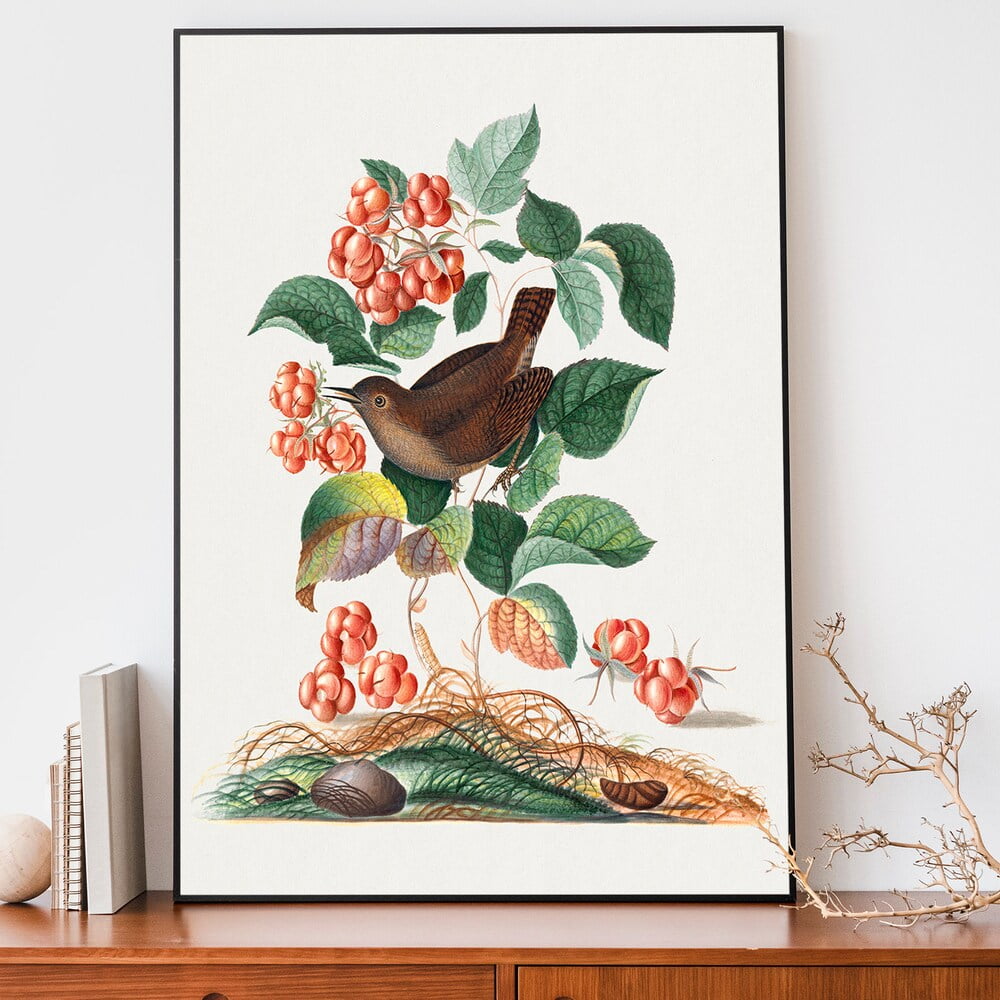 Kna Prints - 1 Pc Poster Vintage Wildlife Poster, Bird Illustration Art ...
