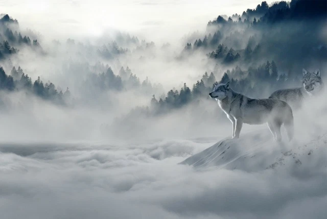 Kna Prints - 1 Pc Poster Wild Wolf Forest Poster Misty Tree Wolves ...