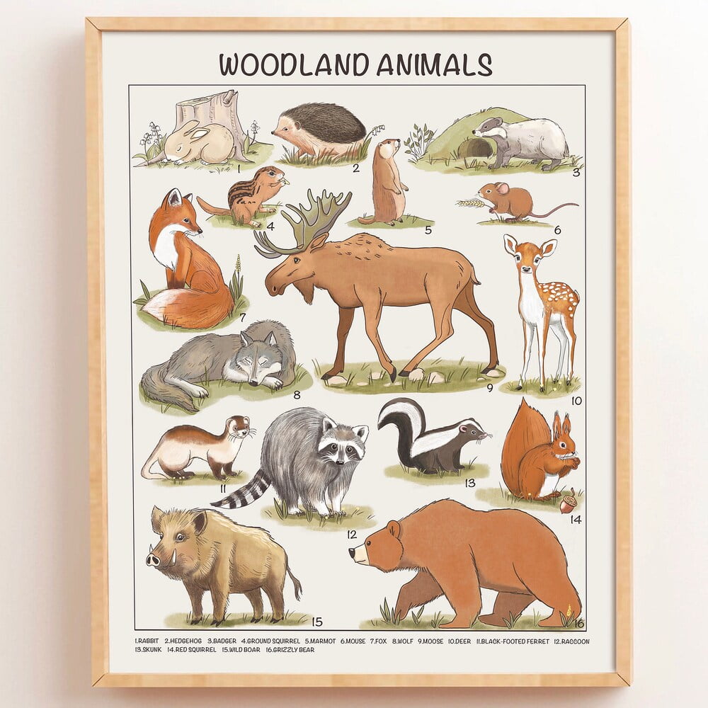 Kna Prints - 1 Pc Poster Woodland Animals Educational Posters ...