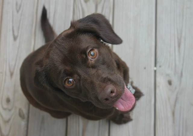 Kna Prints - 1 Pcs Poster Adorable Chocolate Labrador Poster Art Print ...