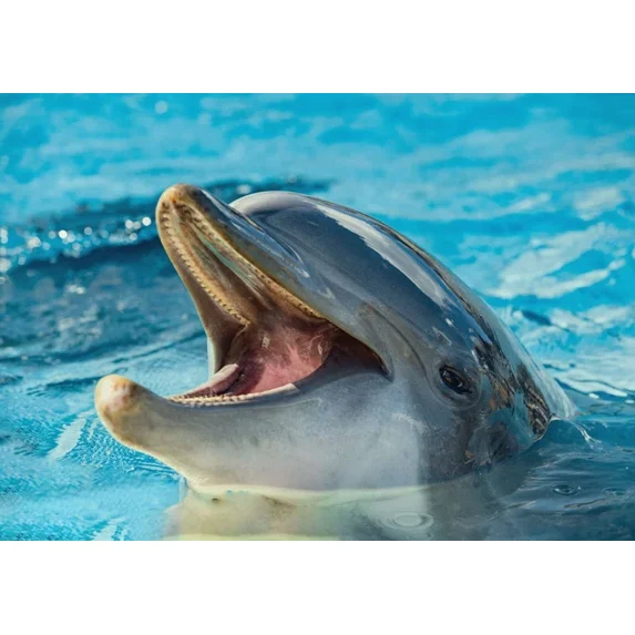 Kna Prints - 1 Pcs Poster Cheeky Dolphin Poster Art Print Aquatic ...