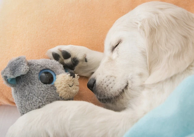 Kna Prints - 1 Pcs Poster Cute Labrador Puppy Poster Art Print Retriever Gift #15499, UNFRAMED ...