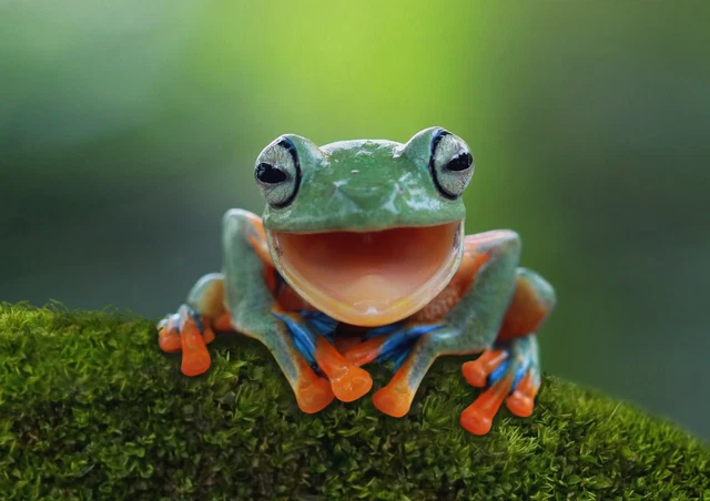 Kna Prints - 1 Pcs Poster Happy Tree Frog Poster Art Print - Jungle ...