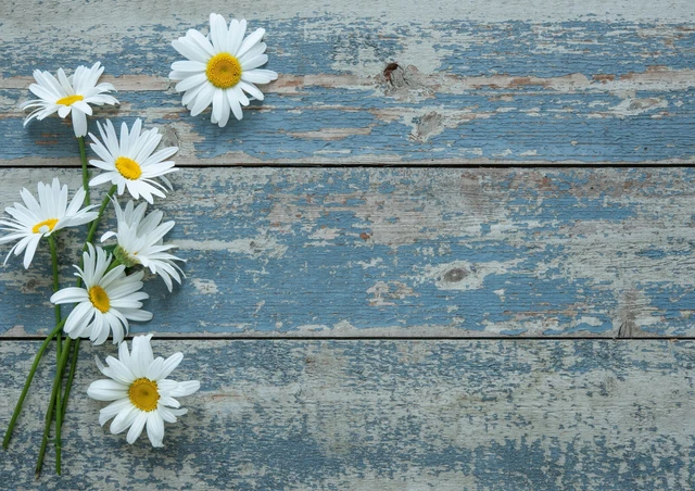 Kna Prints - 1 Pcs Poster Pretty Daisies Poster Print Daisy Flower ...