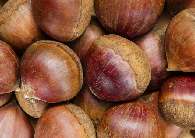Kna Prints - 1 Pcs Poster Raw Chestnuts Poster Chestnut Nut Autumn Tree ...