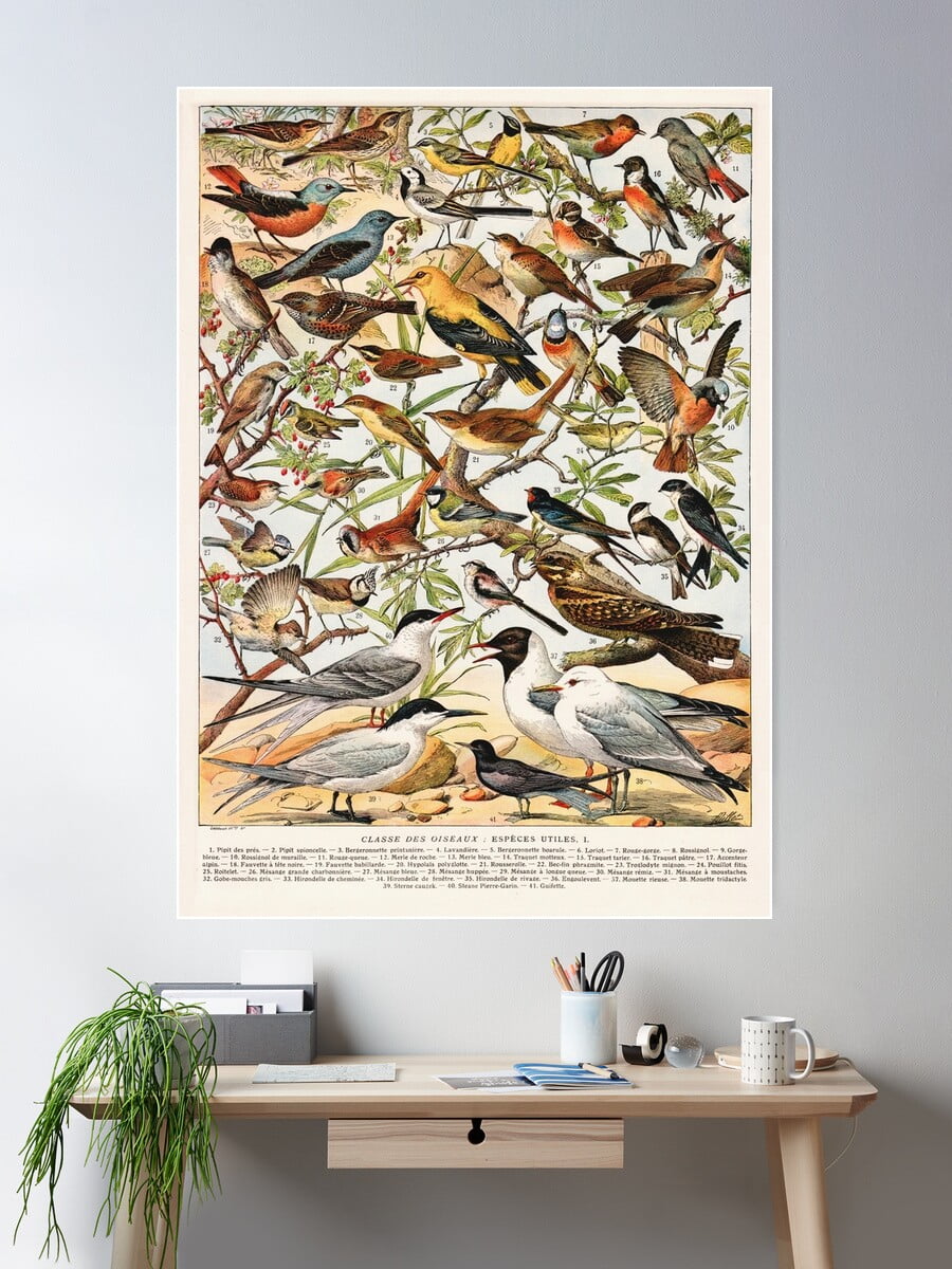 Kna Prints - Adolphe Millot - Oiseaux Espã£Â¨Ces Utiles 01 - French Vintage Ornithology Poster ...