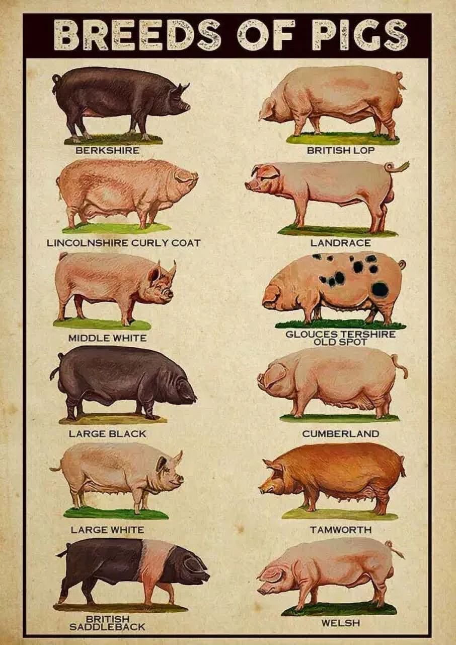 Kna Prints - Breeds Of Pigs Poster Wall Art Picture Print Home ...
