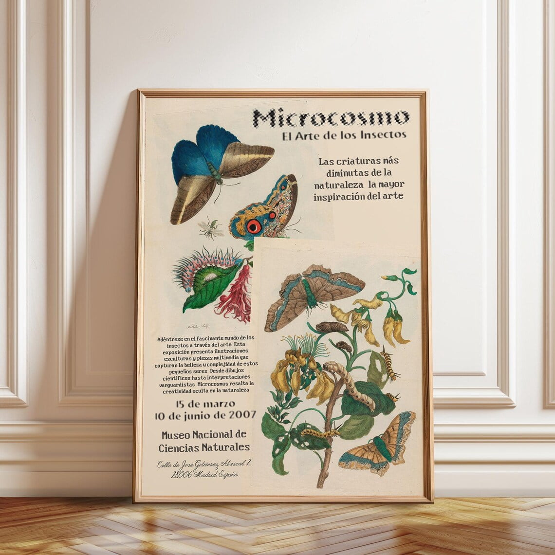Kna Prints - Butterfly Wall Art - Insect Art Museum Poster Microcosmo ...
