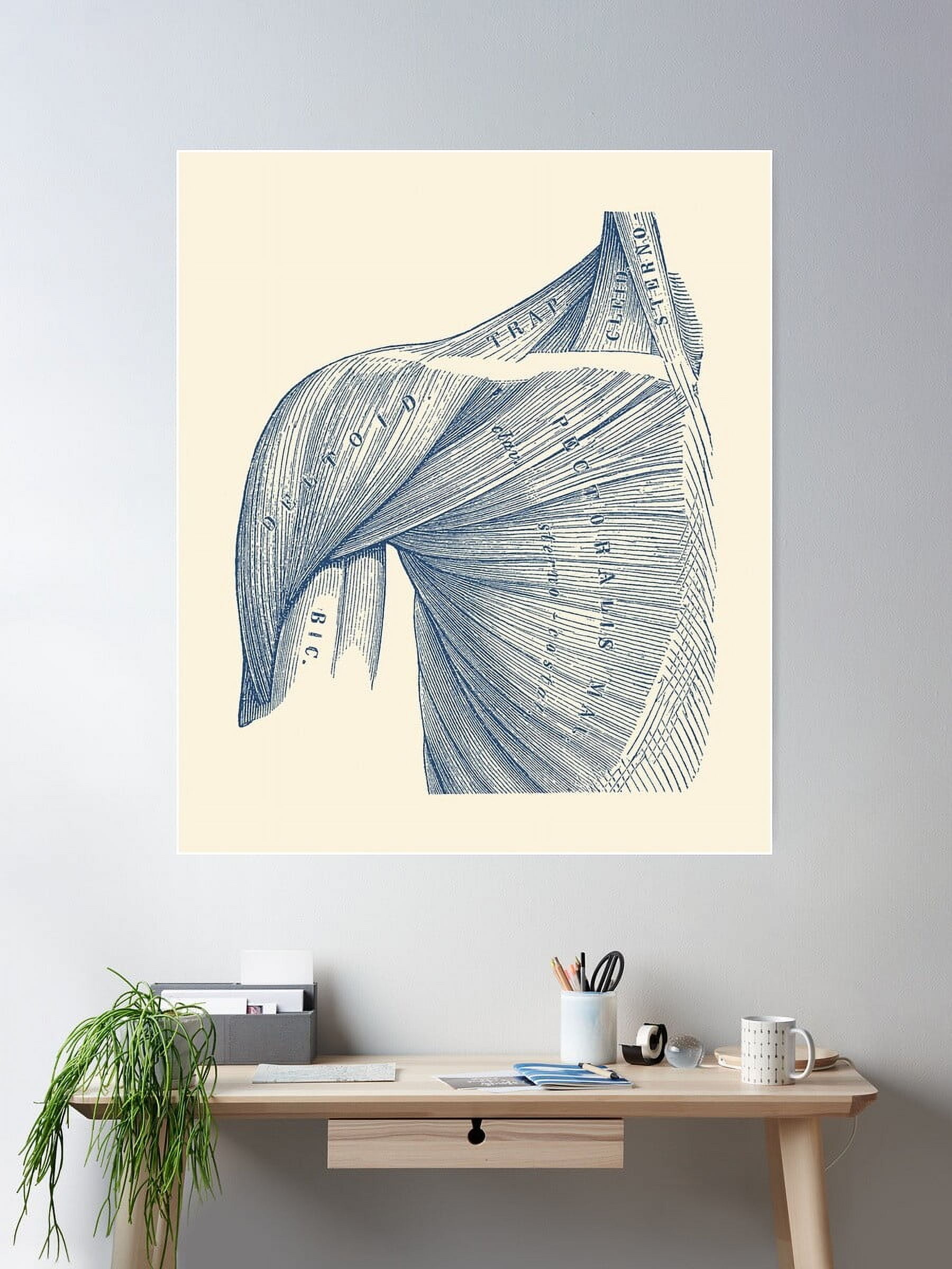Kna Prints - Chest And Shoulder Muscular System Poster, UNFRAMED-8x12 ...