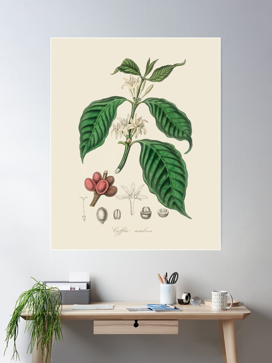 Kna Prints - Coffee Bean Antique Botanical Illustration Poster Wall Art ...
