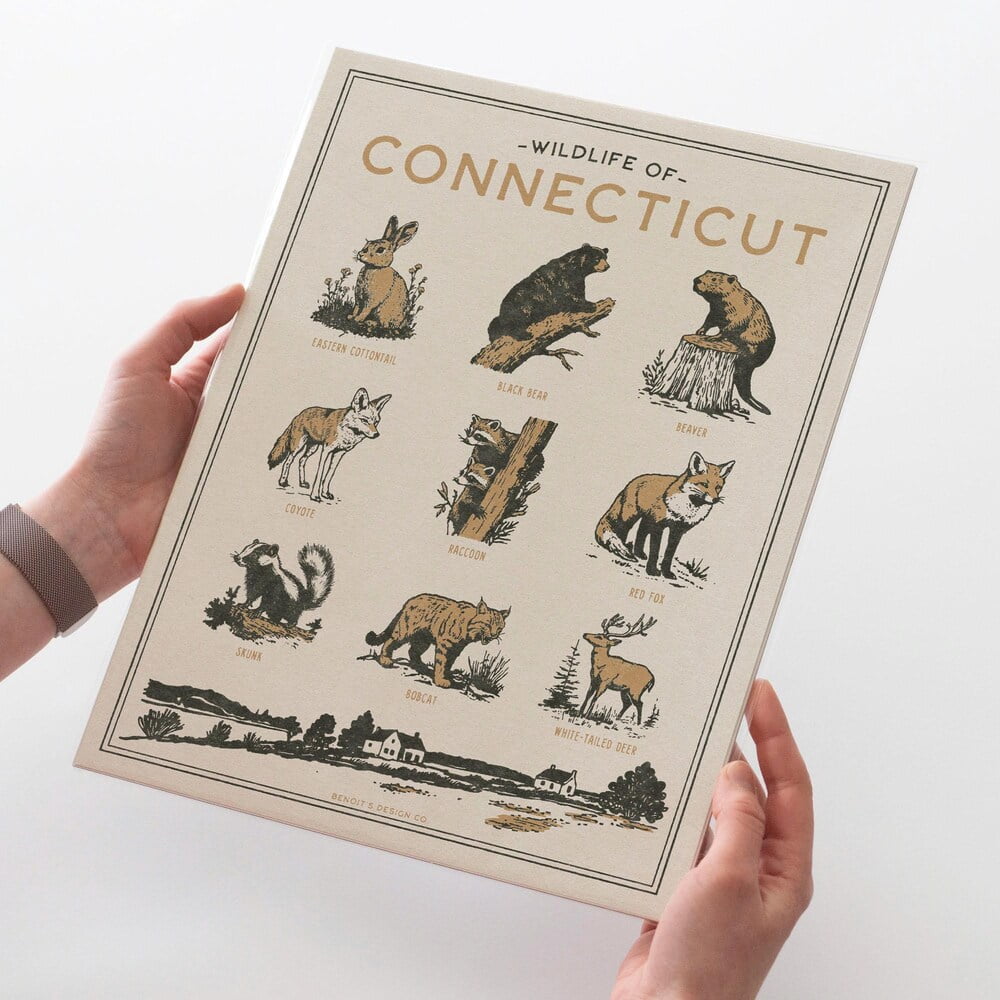 Kna Prints - Connecticut Wildlife Wall Art Print - Vintage Poster ...