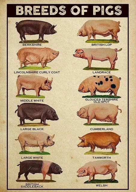 Kna Prints - Decoration Room Breeds Of Pigs Poster For Home Decor ...