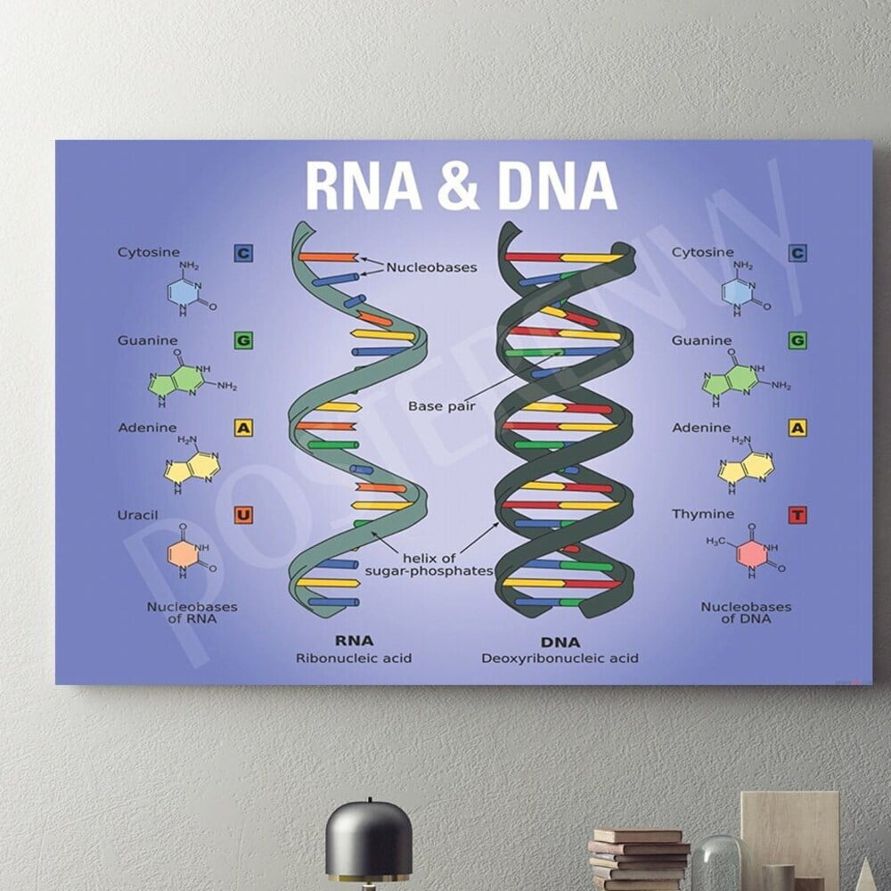 Kna Prints - Education Classroom Science Biology Poster, Biology ...
