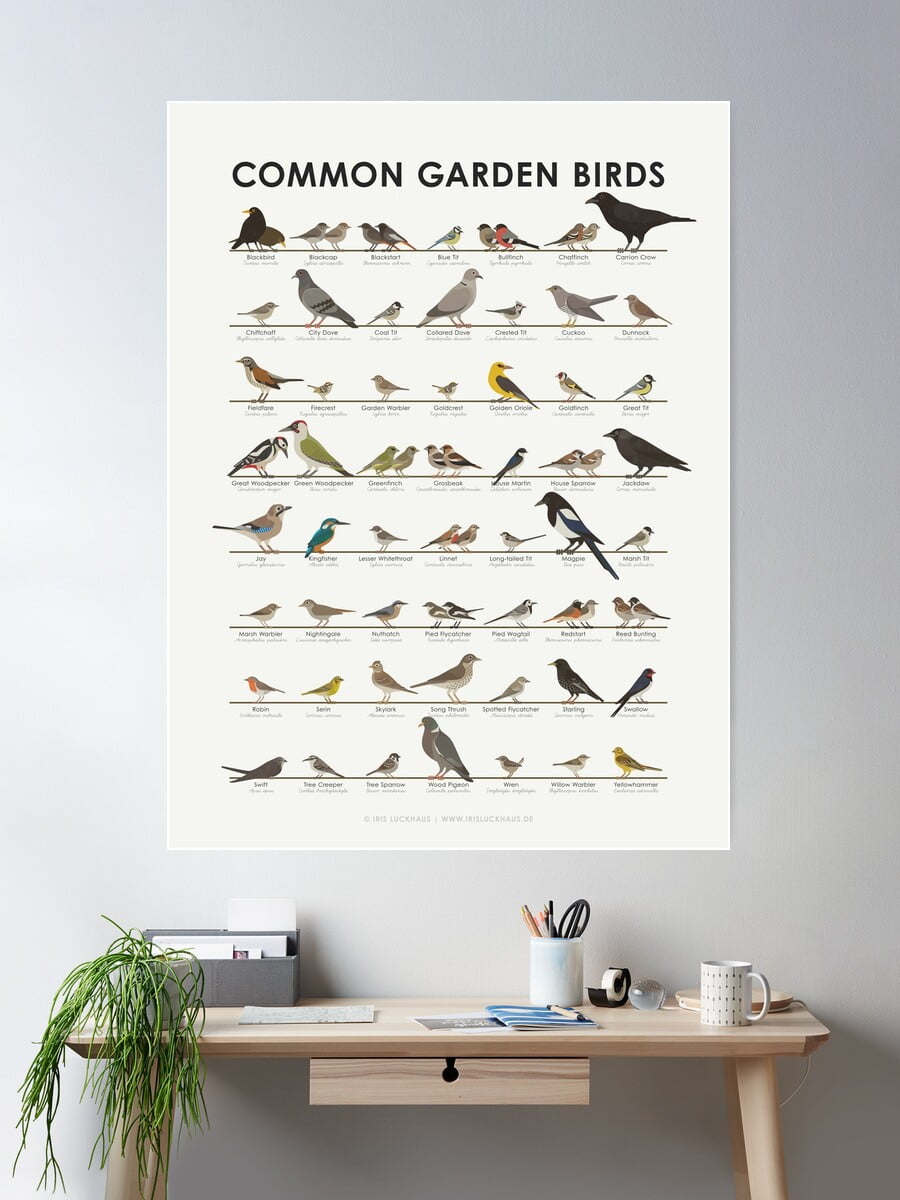 Kna Prints - European Songbird Or Garden Bird Identification Id Chart ...