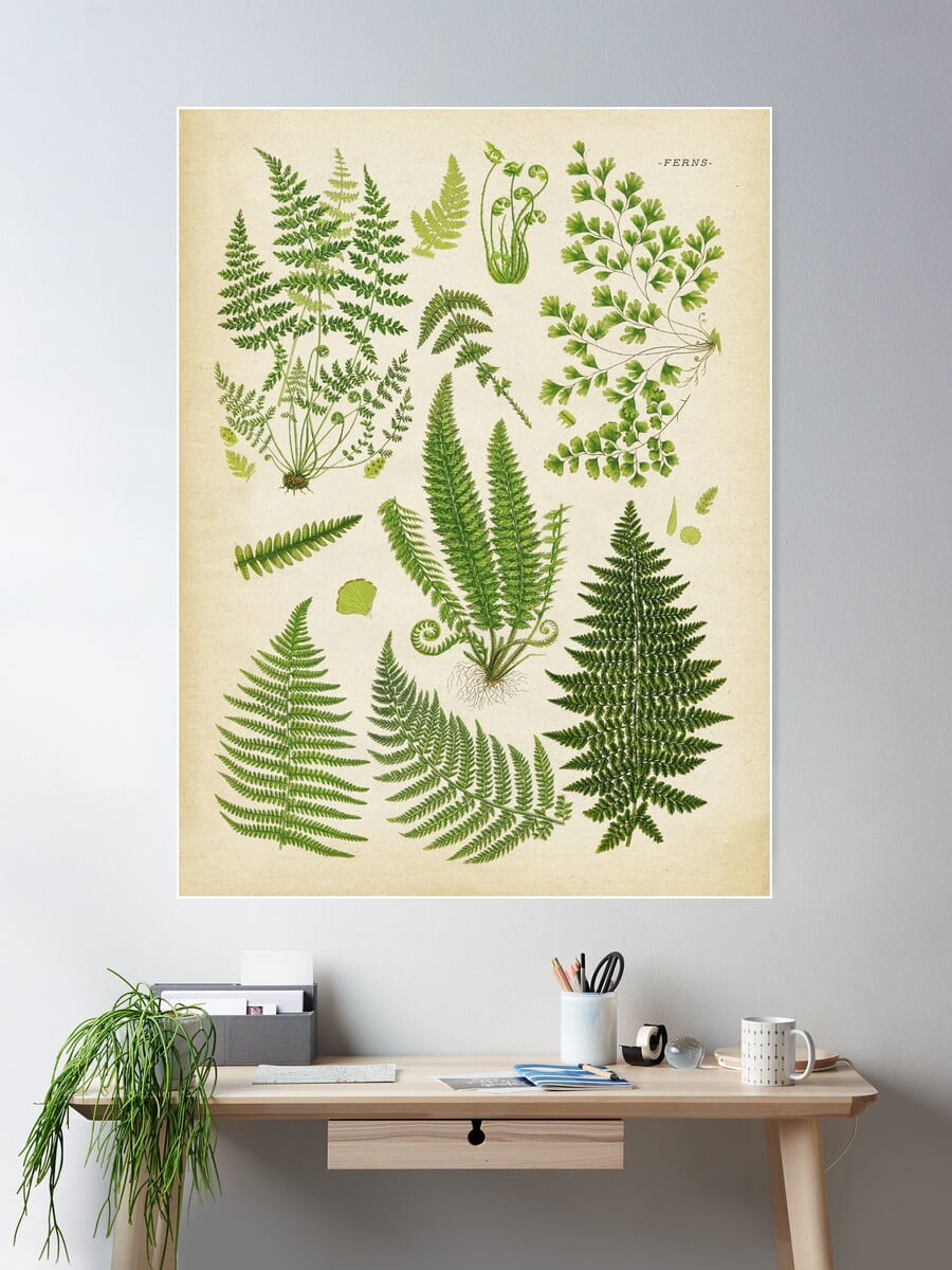 Kna Prints - Fern Chart Study UNFRAMED-12x18 - Walmart.com