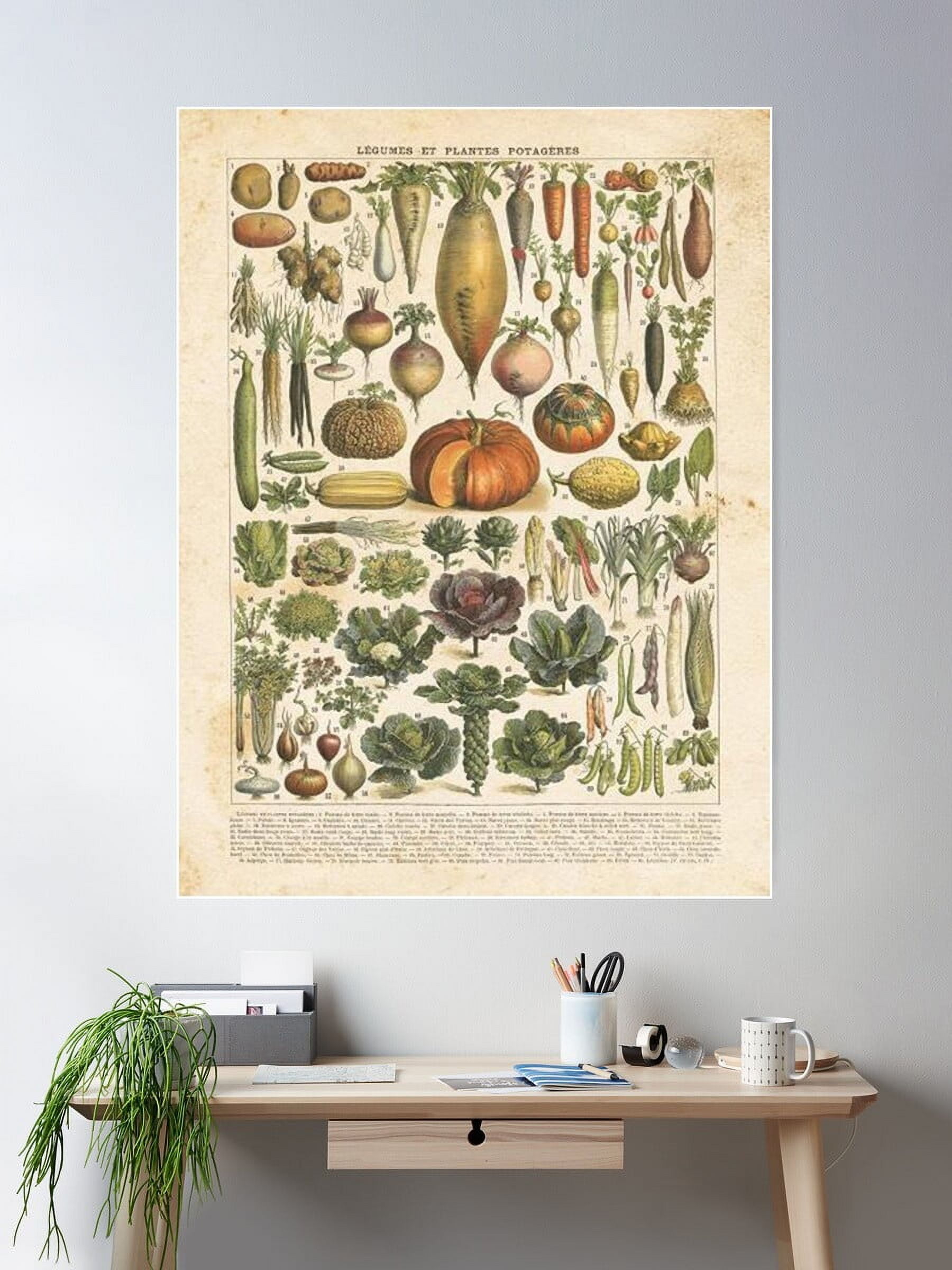 Kna Prints - French Vegetable Chart Poster Wall Art, Modern Wall Decor ...