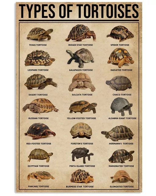 Kna Prints - Home Decor Types Of Tortoises Poster Wall Art Picture ...