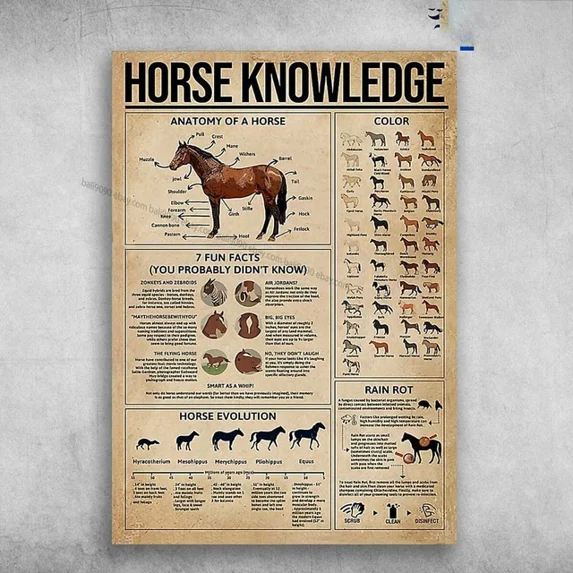 Kna Prints - Horse Knowledge - Anatomy Of A Horse, Color, 7 Fun Facts ...