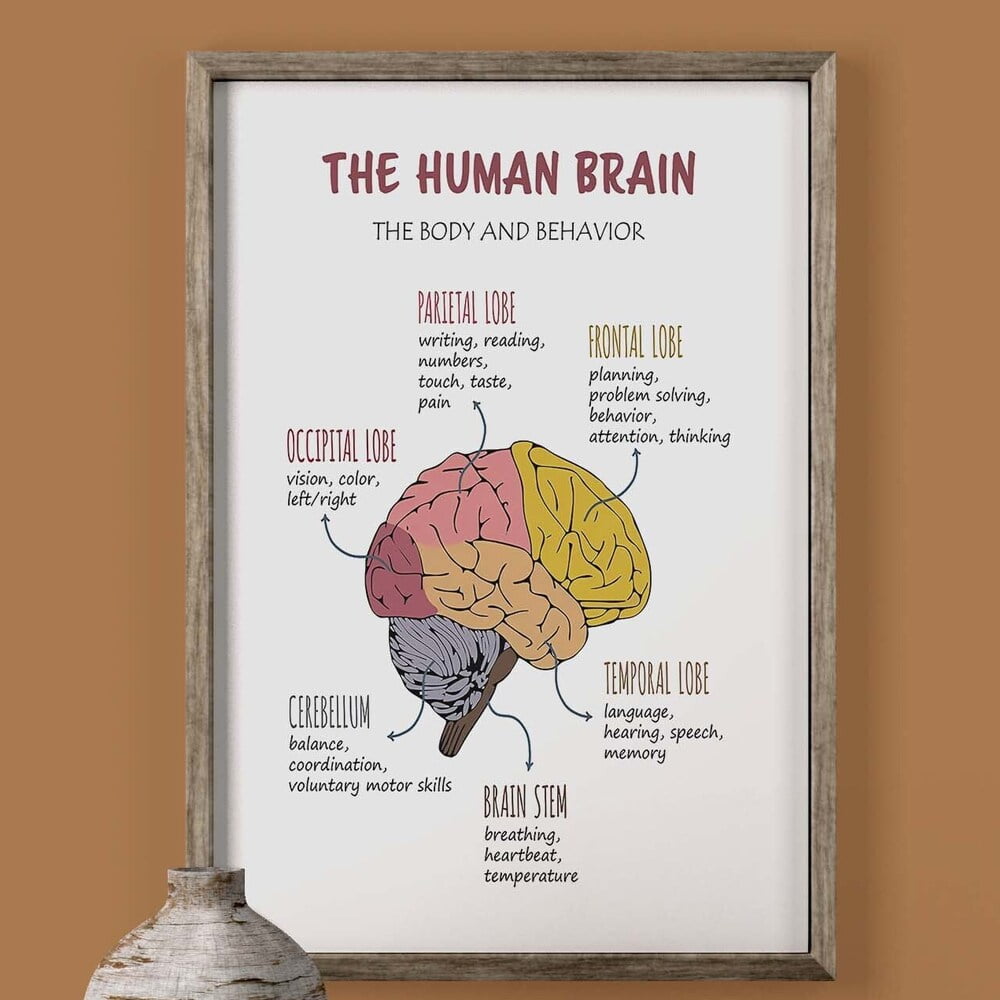 Kna Prints - The Human Brain Poster Poster, Home Wall Art, Classroom ...