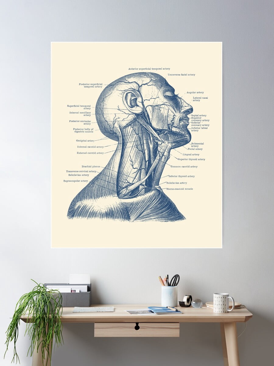 Kna Prints - Human Venous And Circulatory Systems - Neck Poster ...
