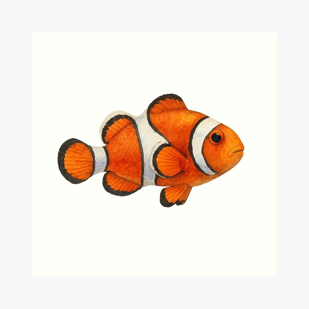 Kna Prints - Kir 2995 - Clownfish Watercolor Cutout Based On My ...