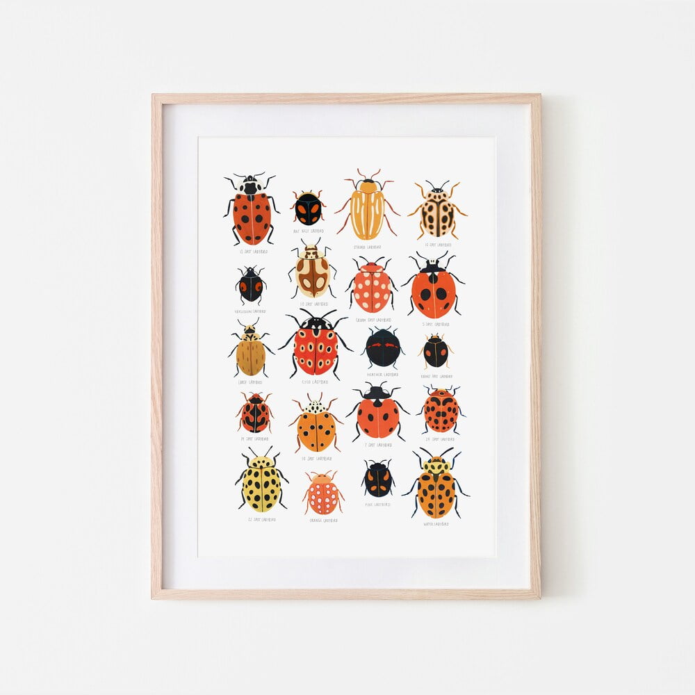 Kna Prints - Ladybird Identification Print, Ladybug, Natural History ...