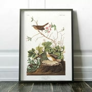 Audubon Posters