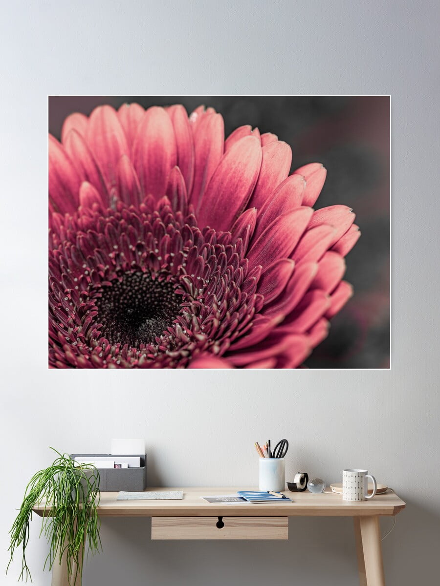 Kna Prints - Magenta Gerbera Close Up Macro Photography Beautiful Moody ...