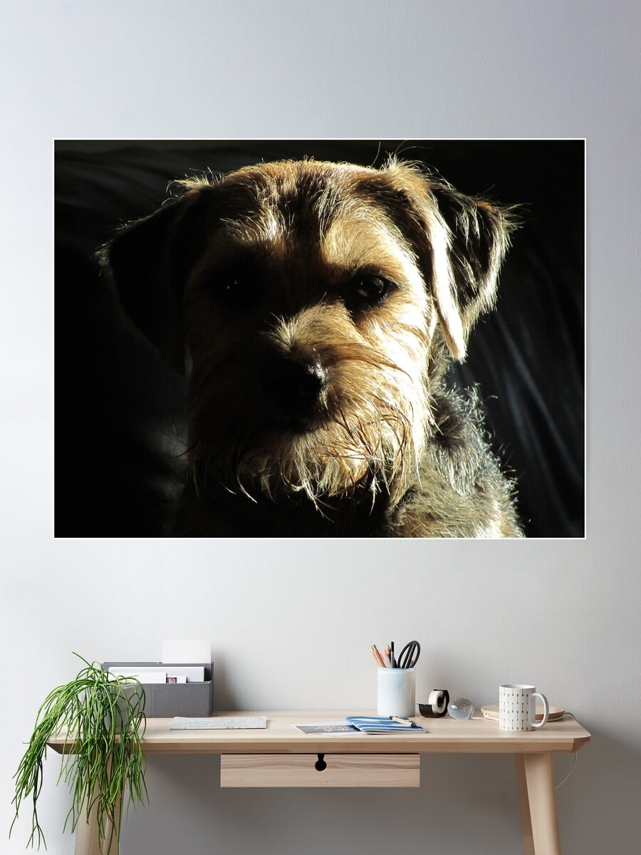 Kna Prints - Moody Molly The Border Terrier Poster Wall Art, Modern ...