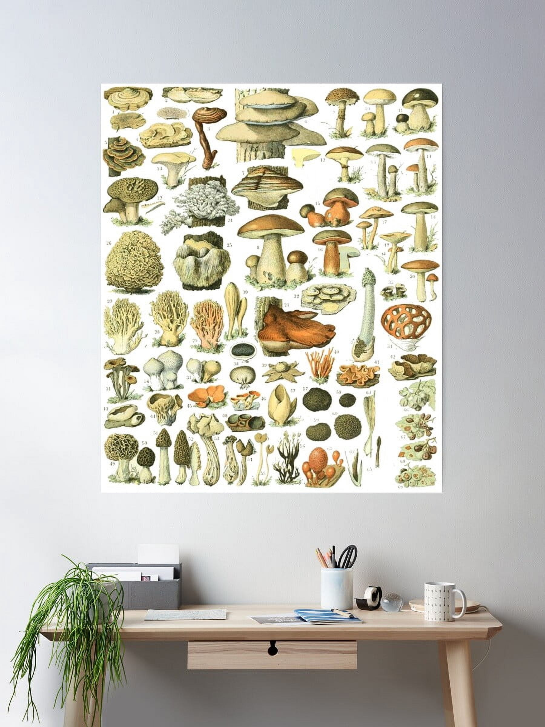 Kna Prints - Mushroom Varieties For Fungi Mushroom Hunters Poster ...