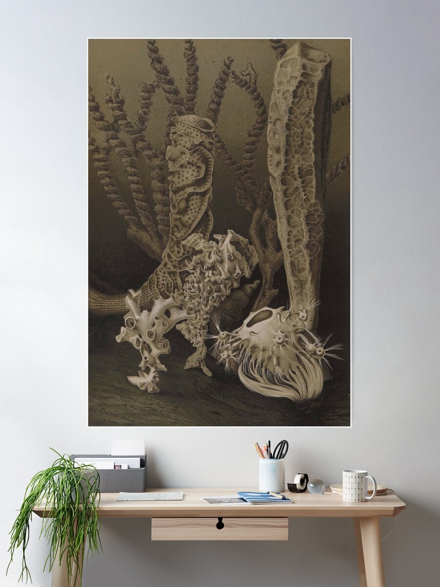 Kna Prints - Naturalist Glass Sponges Poster , UNFRAMED-8x12 - Walmart.com