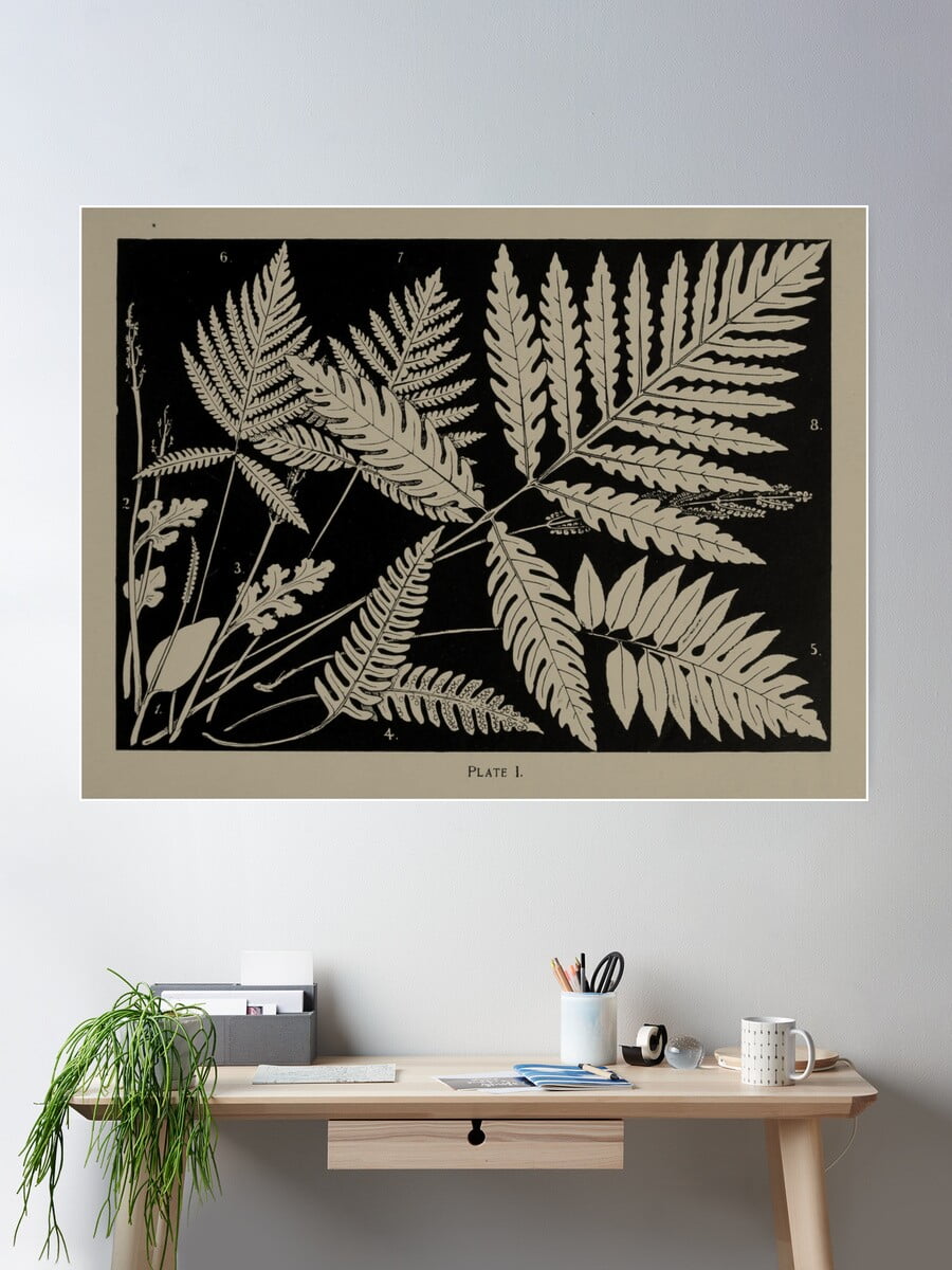 Kna Prints - New England Ferns Poster, UNFRAMED-24x36 - Walmart.com