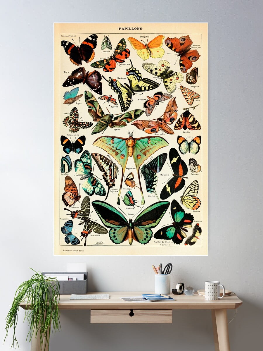 Kna Prints - Papillon I Vintage French Butterfly Charts By Adolphe ...