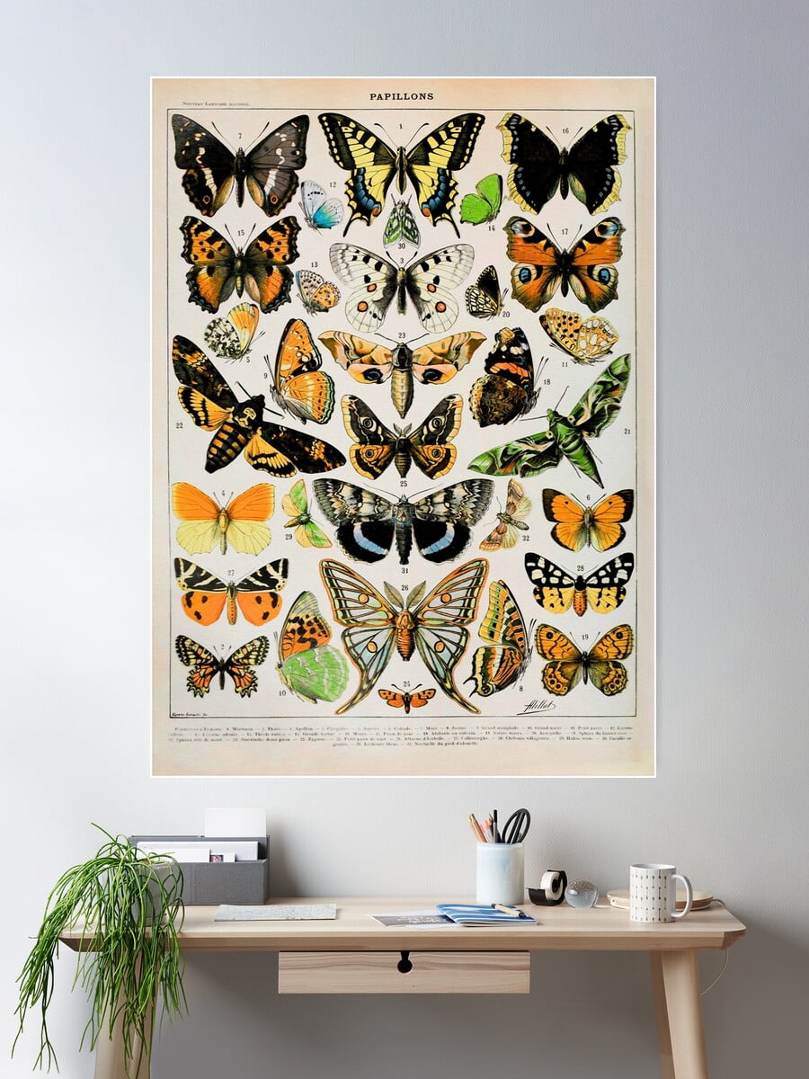 Kna Prints - Papillon Iii Vintage French Butterfly & Moth Chart By ...