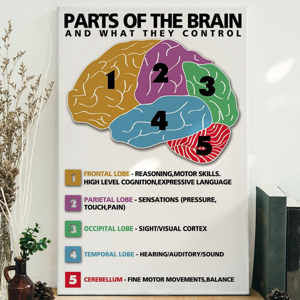 Kna Prints - Parts Of The Brain Anatomy Medical Poster, Brain Anatomy ...