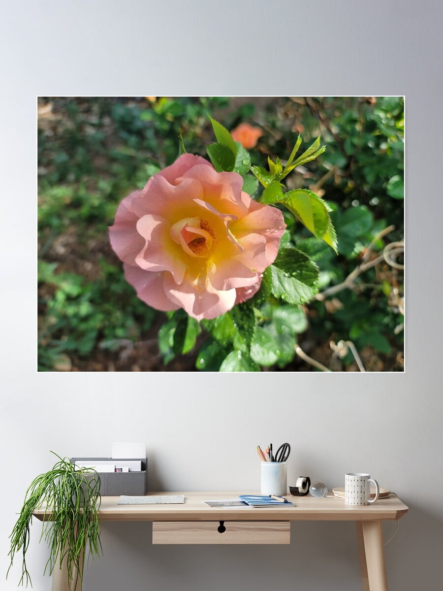 Kna Prints - Peach Colored Rose Poster , UNFRAMED-24x36 - Walmart.com