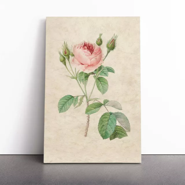Kna Prints - Poster A Pink Rose Flowers Vintage Pierre-Joseph Redoute ...