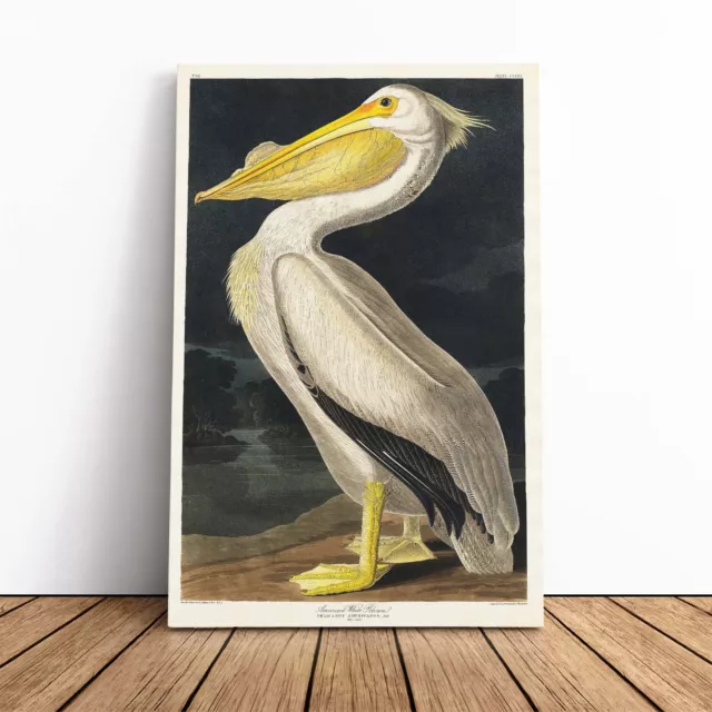 Kna Prints - Poster American White Pelican Bird John James Audubon ...